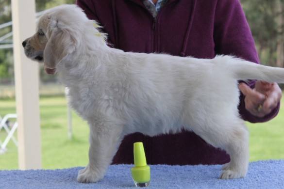 Our Goldens – Vivaretrieva